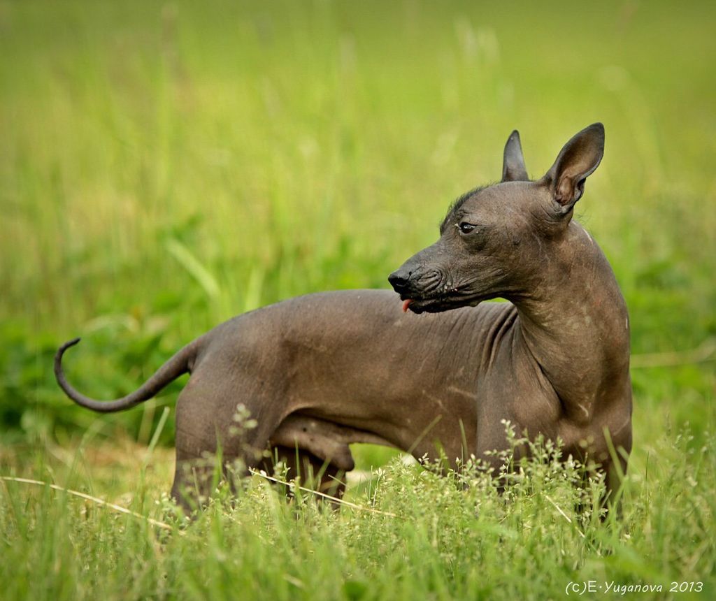 Xoloitzcuintle - The Breed Archive