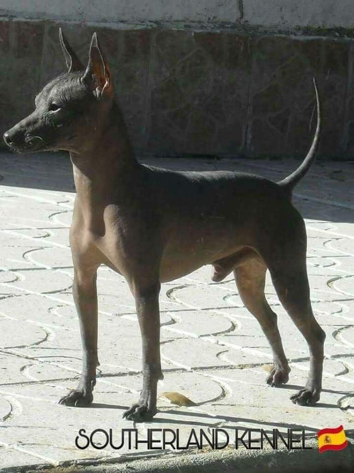 Xoloitzcuintle - The Breed Archive