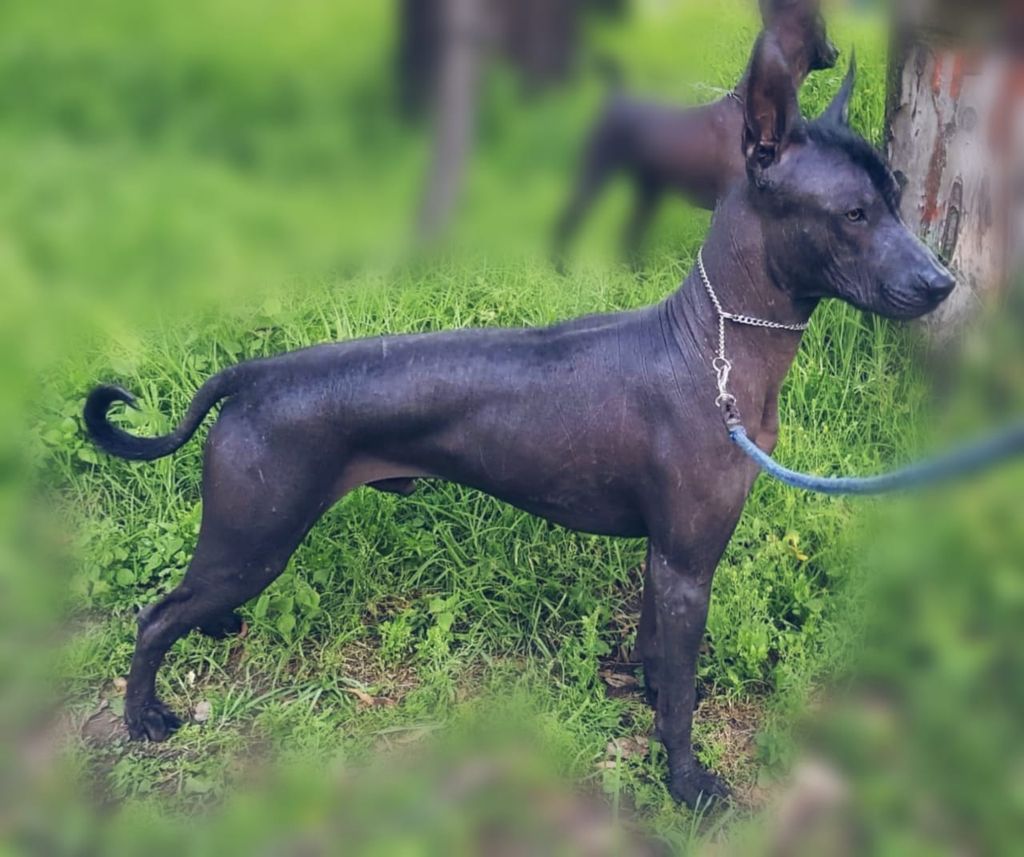 Xoloitzcuintle - The Breed Archive