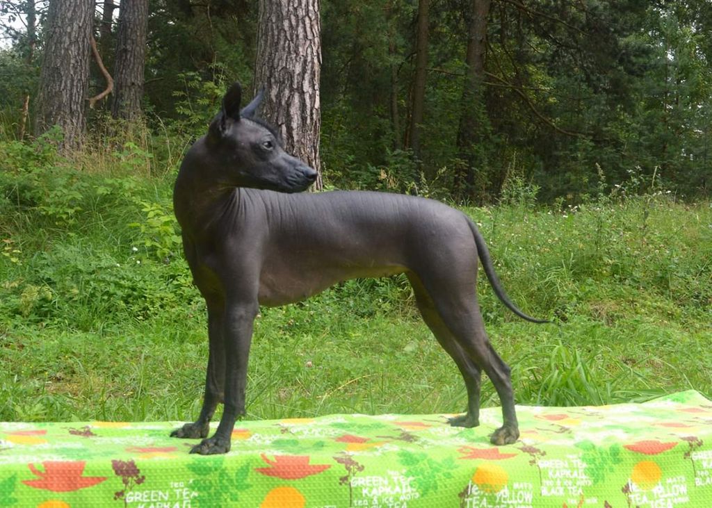 Xoloitzcuintle - The Breed Archive