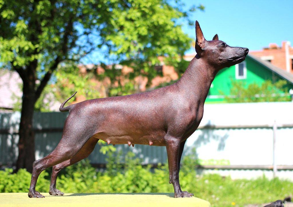 Xoloitzcuintle - The Breed Archive