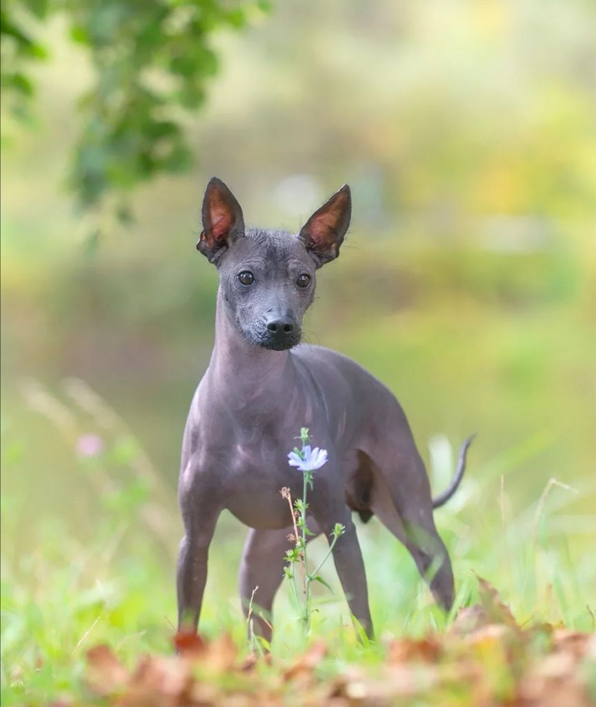Xoloitzcuintle - The Breed Archive
