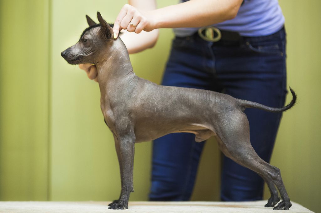 Xoloitzcuintle - The Breed Archive