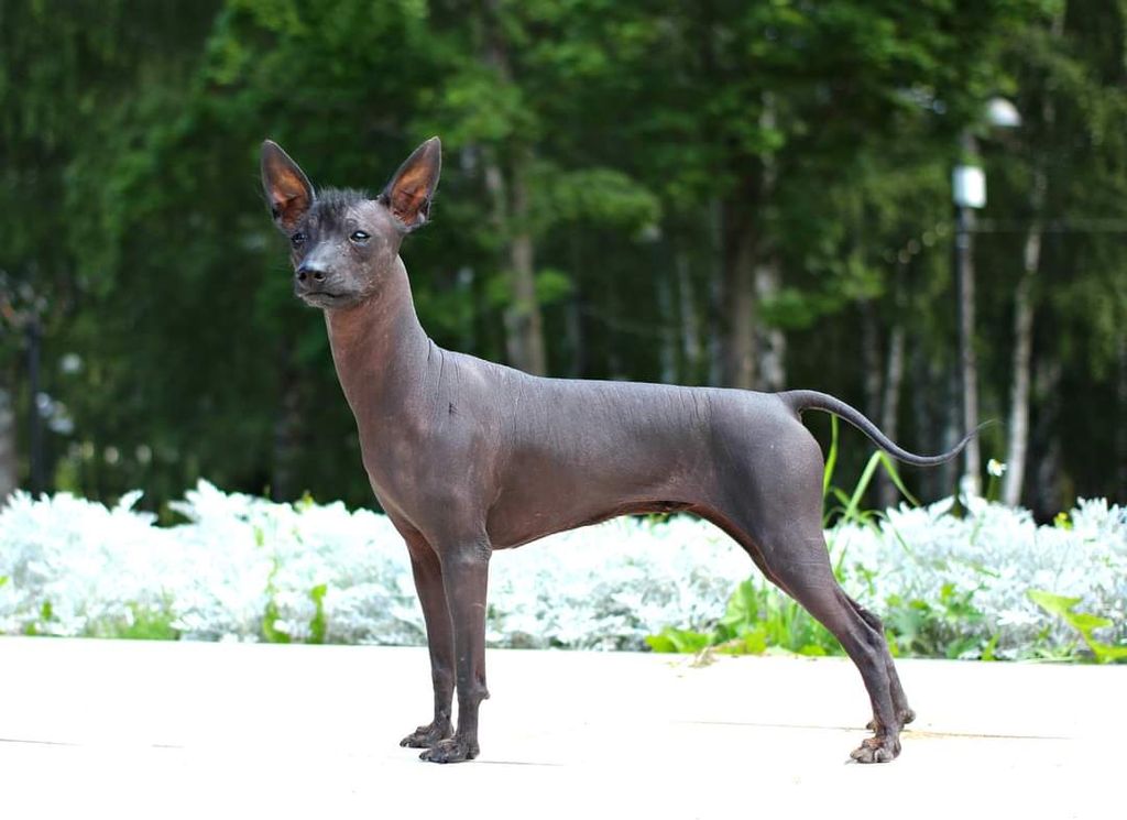 Xoloitzcuintle - The Breed Archive