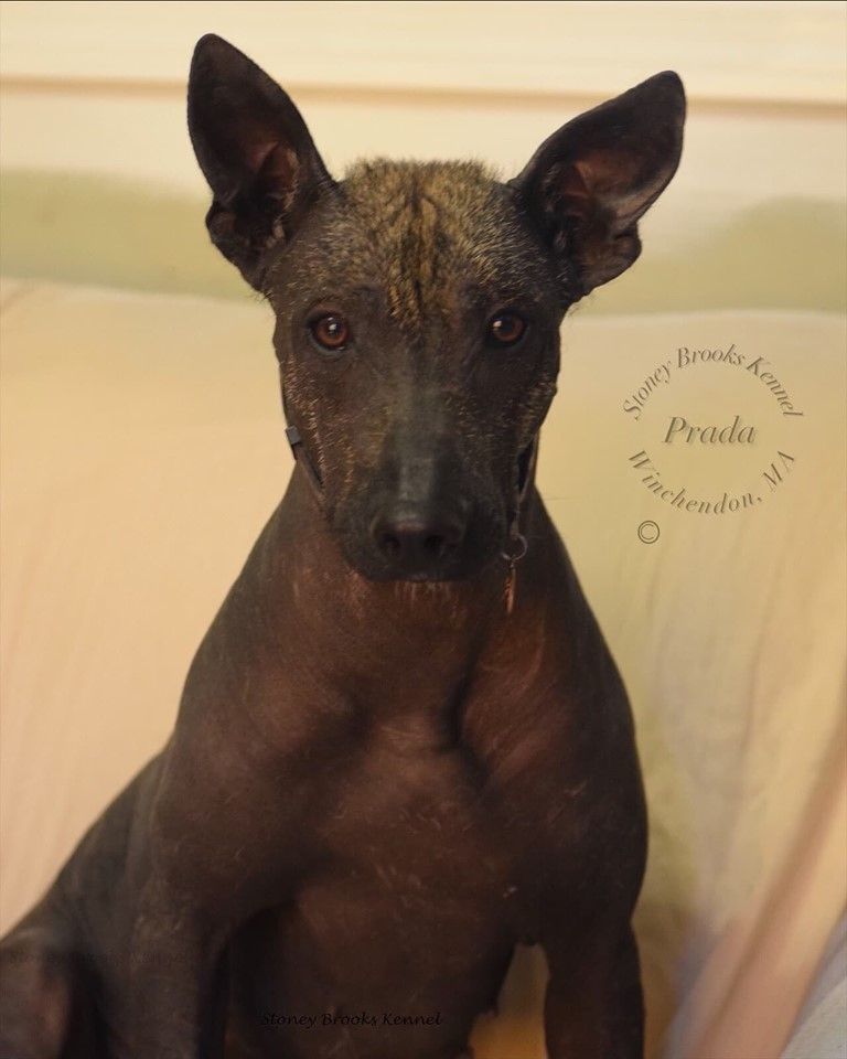 Xoloitzcuintle Limanner