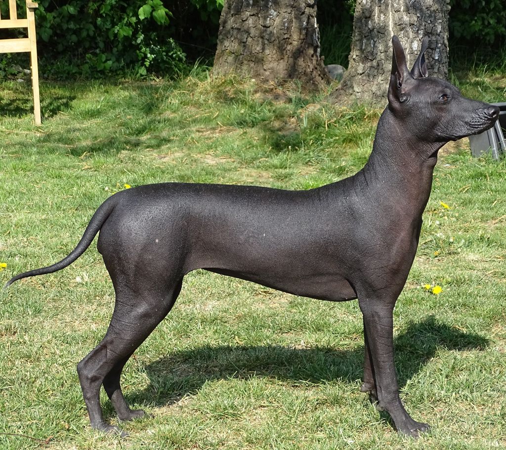 Xoloitzcuintle - The Breed Archive