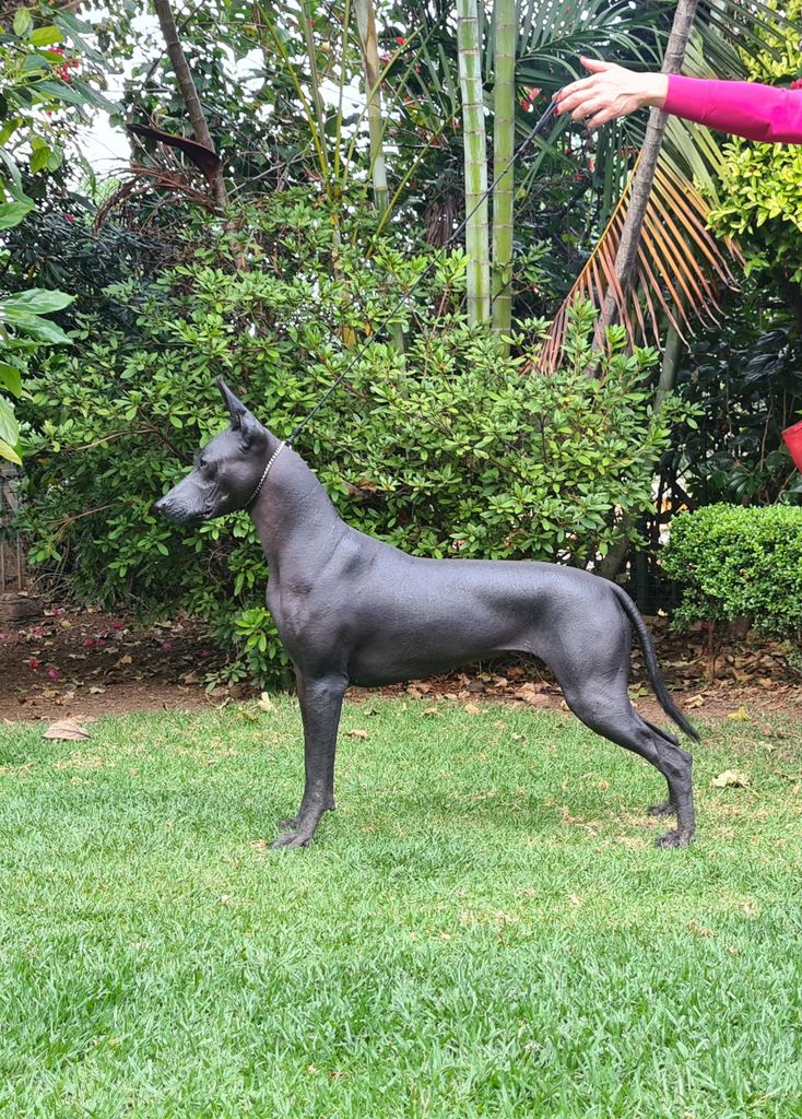 Xoloitzcuintle - The Breed Archive