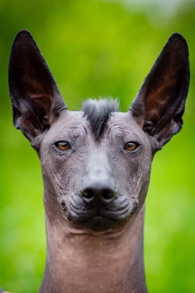 Xoloitzcuintle - The Breed Archive
