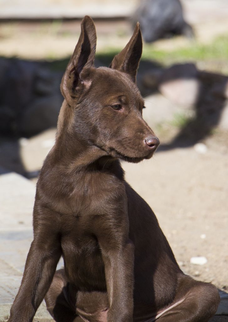 Xoloitzcuintle - The Breed Archive